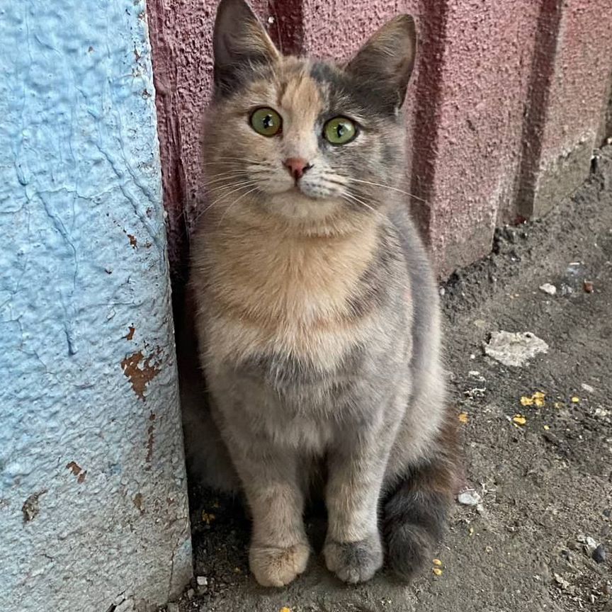 Кошечке нужен дом