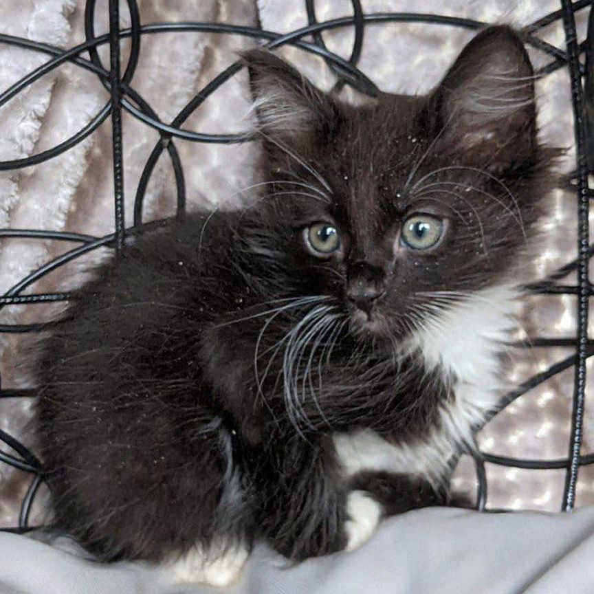 Чудо котёнок в добрые руки