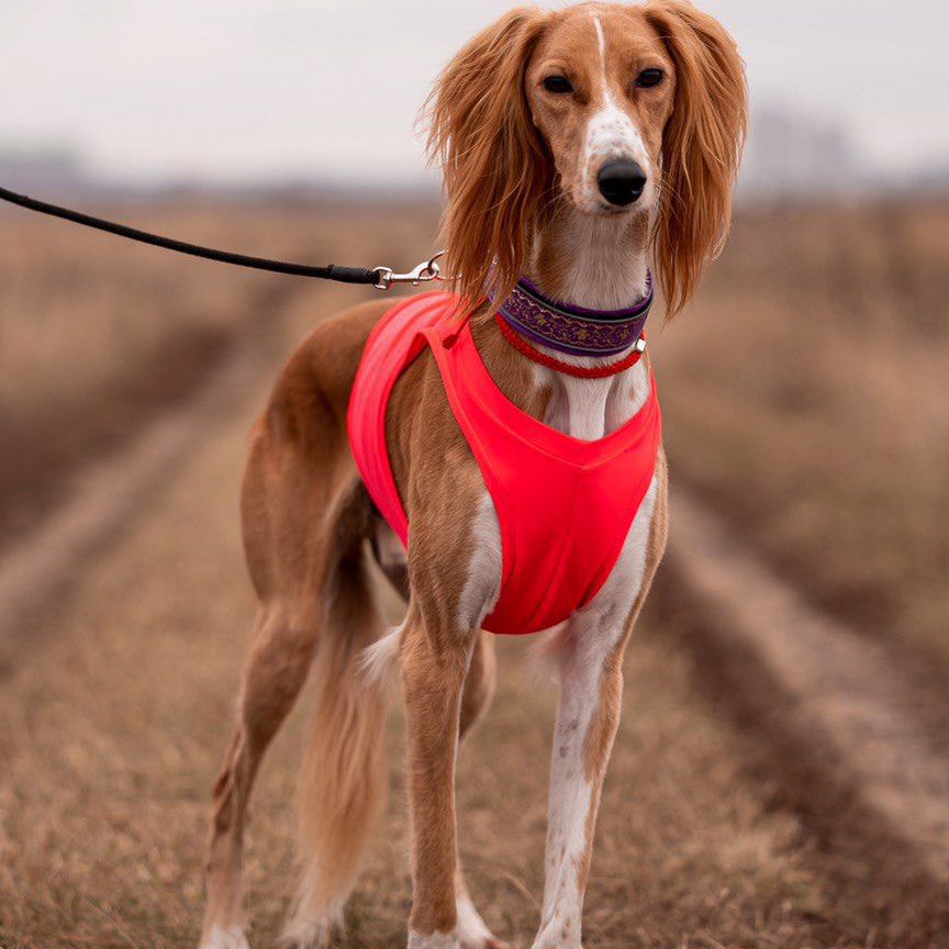 Салюки (Вязка)