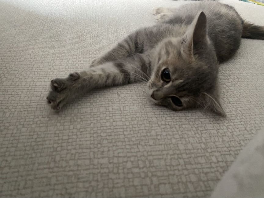 Котенок, 1-2 месяца