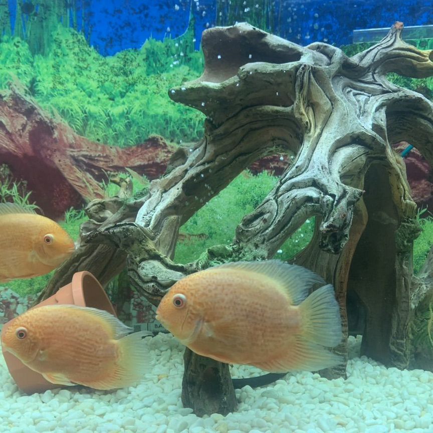 Северум красноточечный