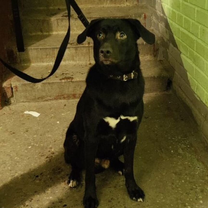 Взрослый пёс в добрые руки