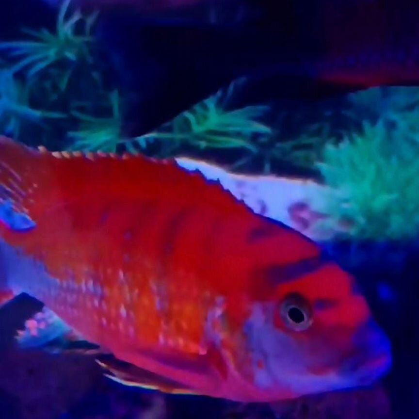 Лабидохромис кимпума рэд