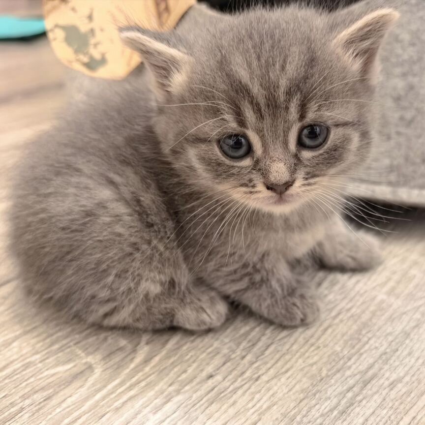 Шотландский прямоухий короткошёрстный котёнок