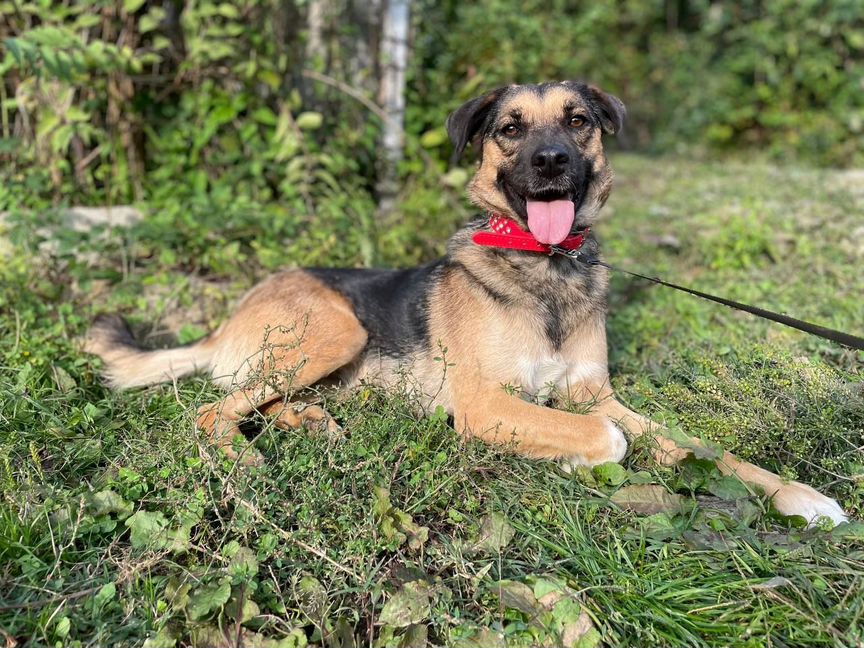 Овчарка метис