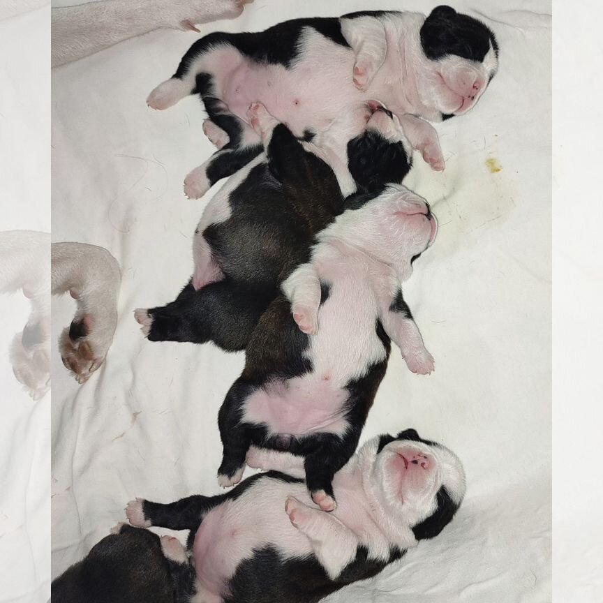 Бостон-терьер, щенок