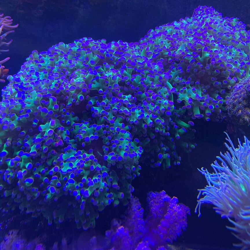 Коралл эуфилия