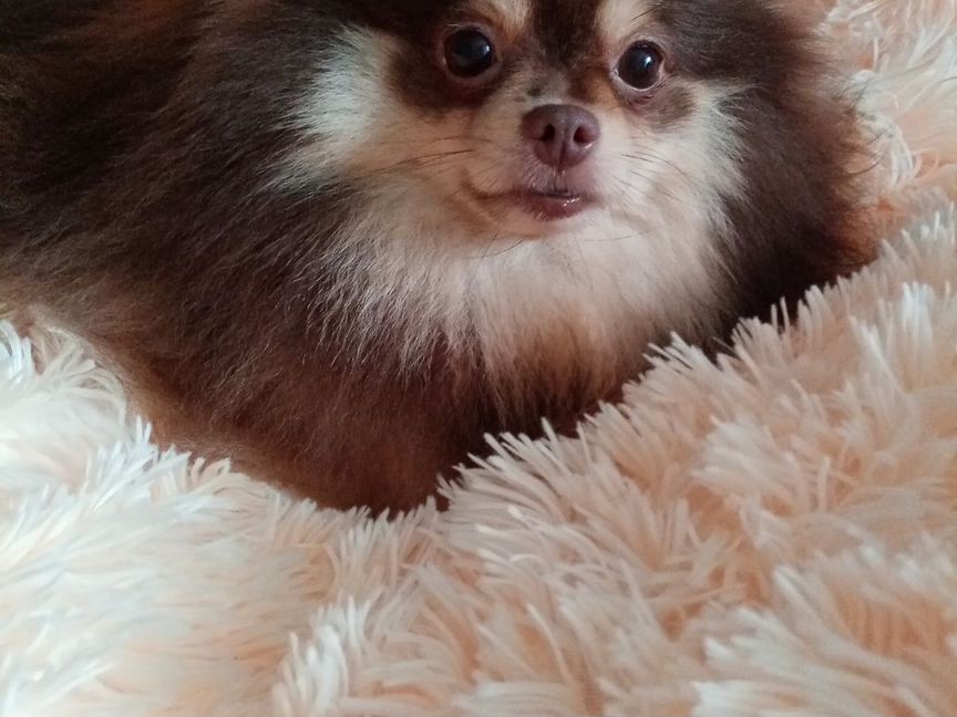 Красотка 3года стерилизована