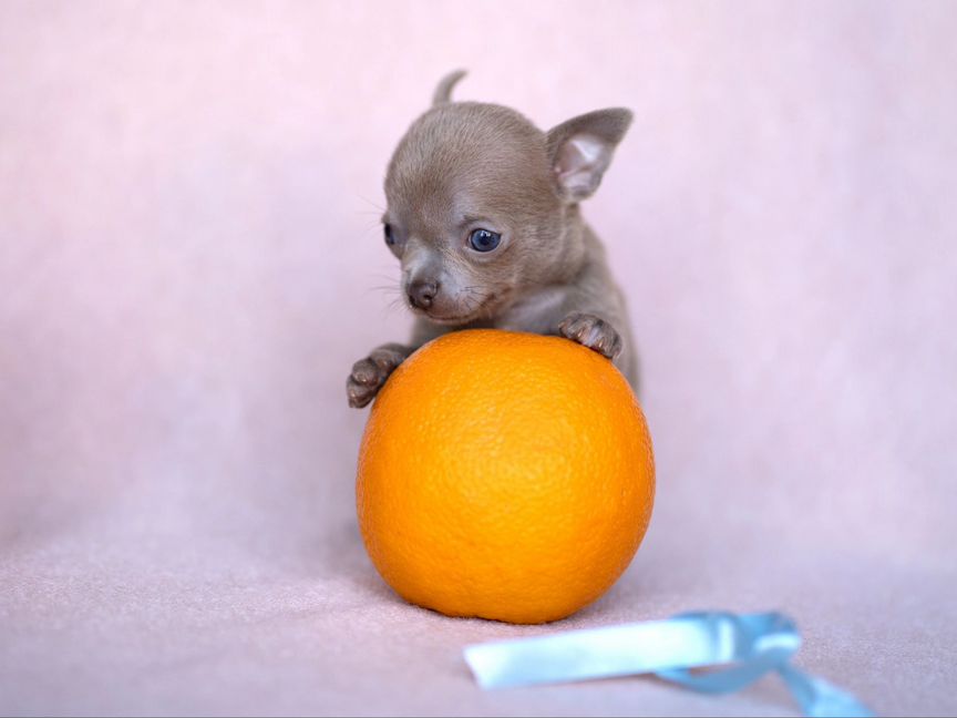 Щенки чихуахуа мини лиловые