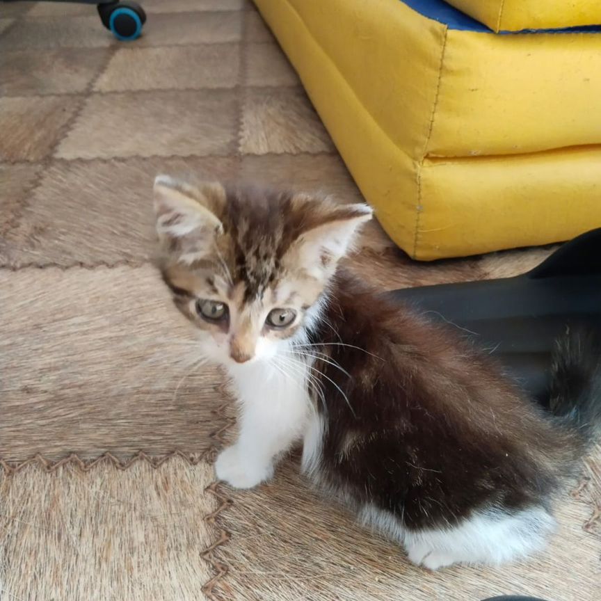 Котенок маленький мальчик