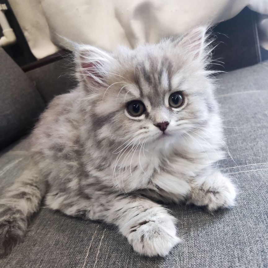 Шотландские мраморные котята хайленды