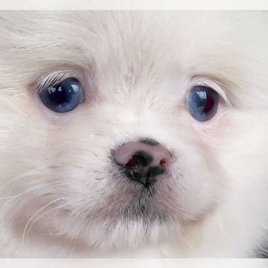 Померанский шпиц, щенок