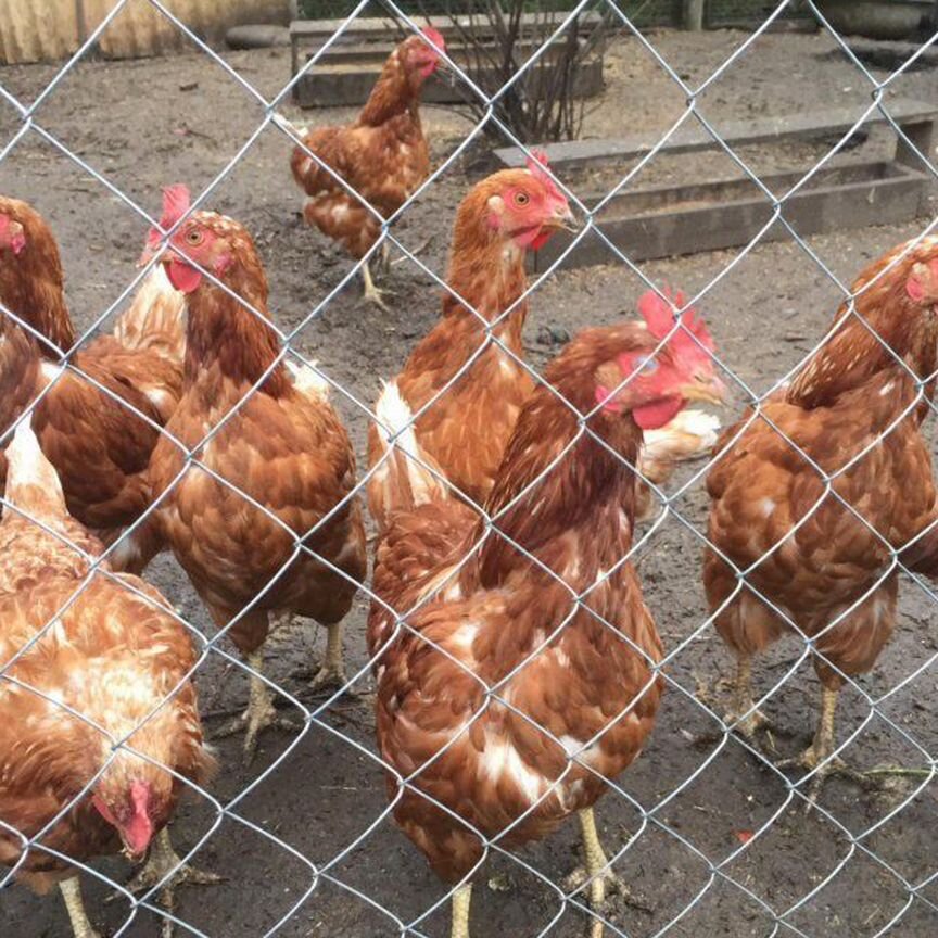 Несушки 11 мес. бесплатная доставка