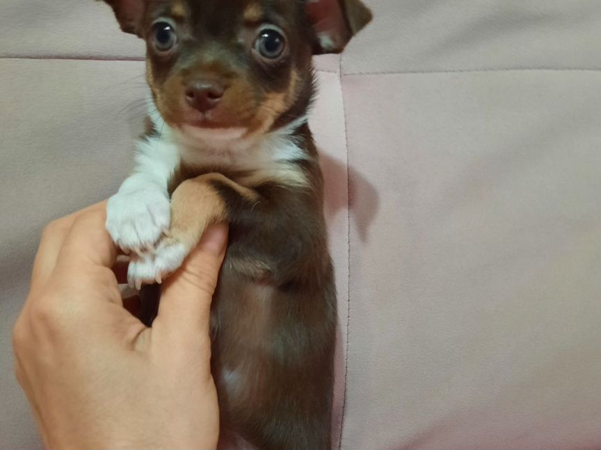 Щенки чихуахуа