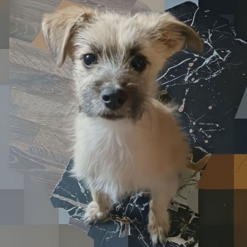 Щенок в добрые руки