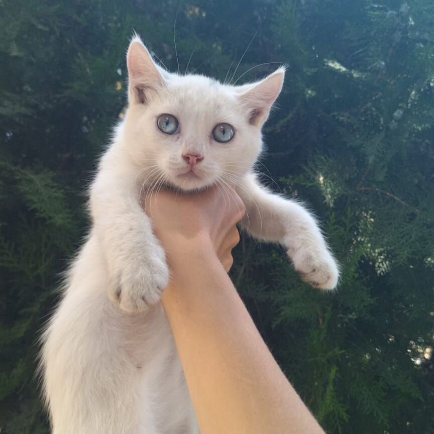 Котята