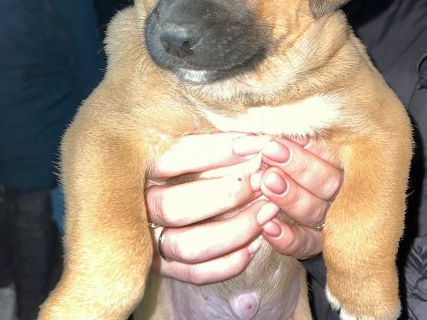 Щенки в добрые руки