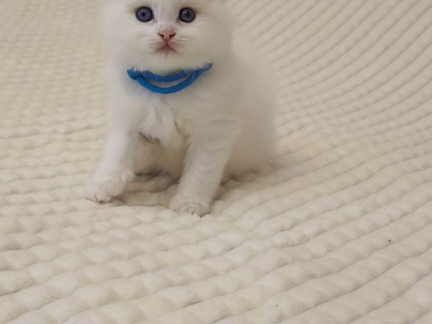 Кот Рэгдолл