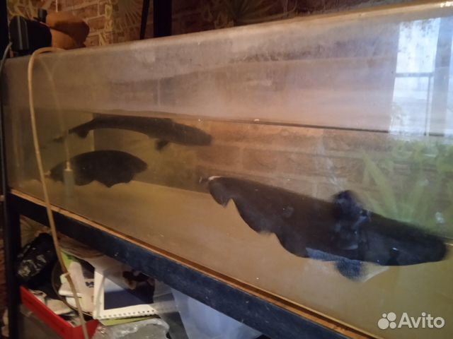 Аквариумная рыбка Черный нож