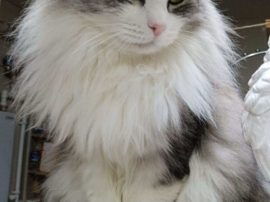 Сибирский кот