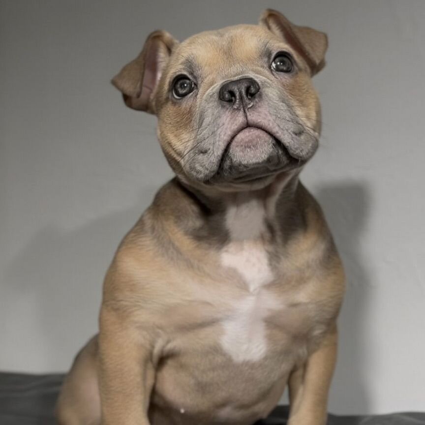 Американский булли, щенок