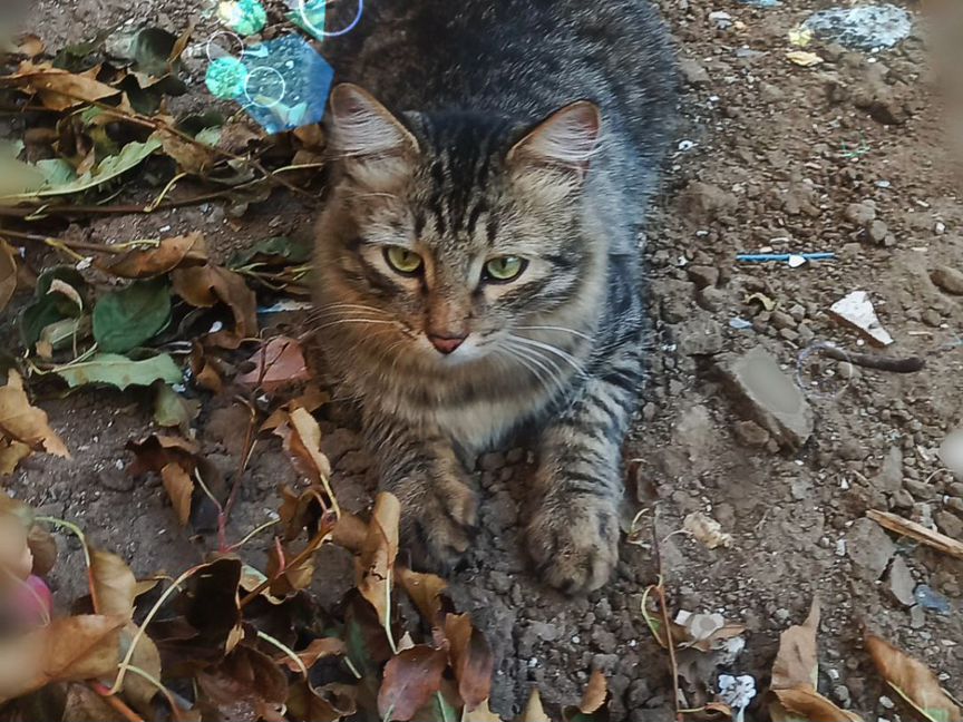 Котики бесплатно