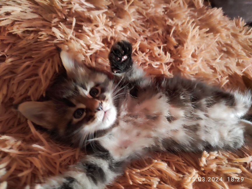 Котята мейн-кун