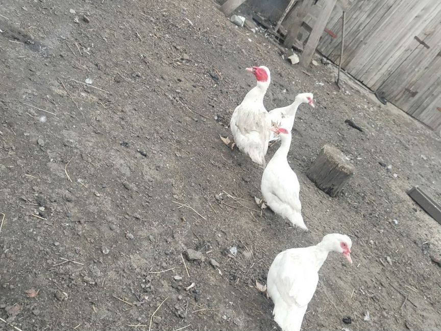 Утки шипуны на развод утят