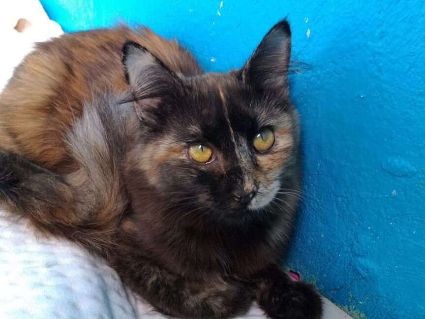 Осталась без хозяйки