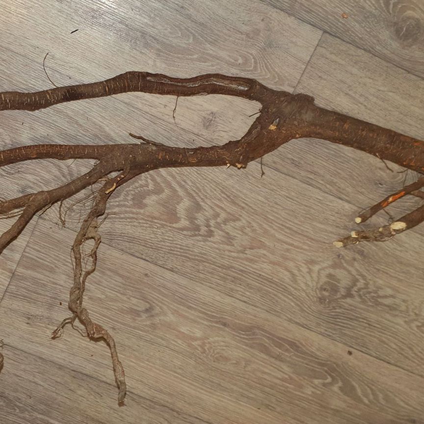 Коряги, корешки, дизайн