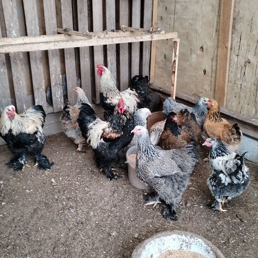 Птицы разных пород