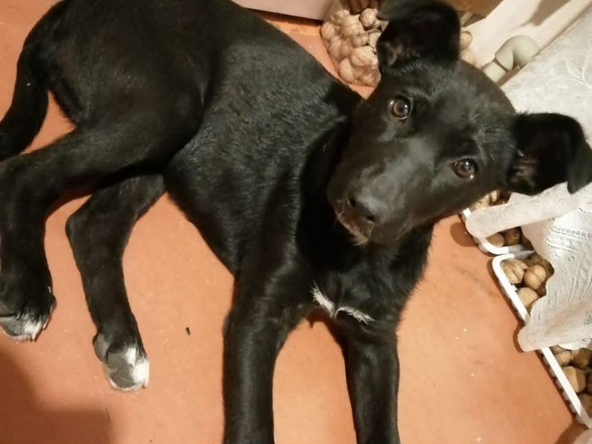 Собака в добрые руки с доставкой