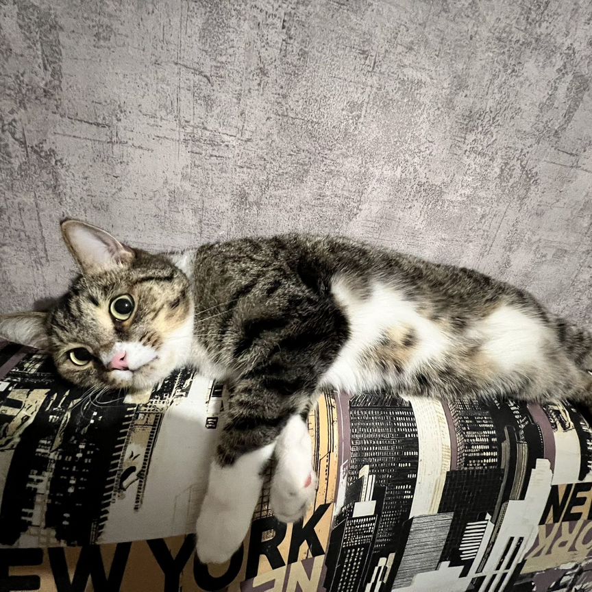 Отдам бесплатно кота