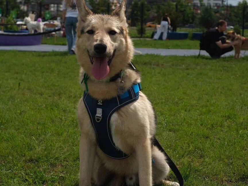 Собака в добрые руки