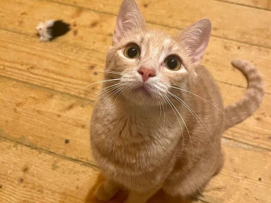 Котик в добрые руки