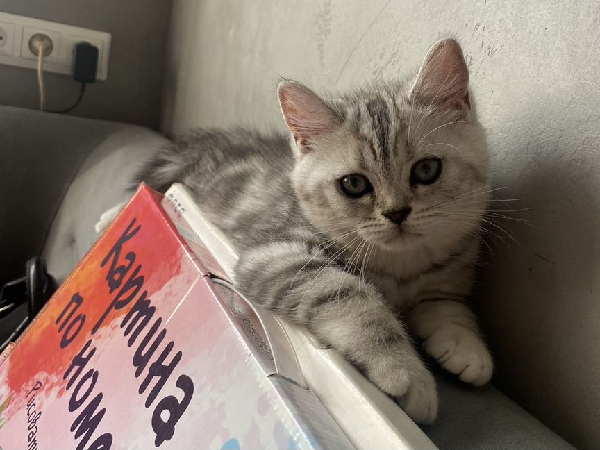 Котята. Британская мраморная