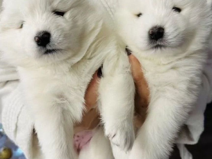 Мишки любовь Самоед РКФ