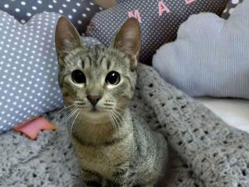 Котенок девочка Маша