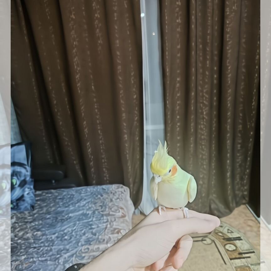 Попугай корелла с клеткой