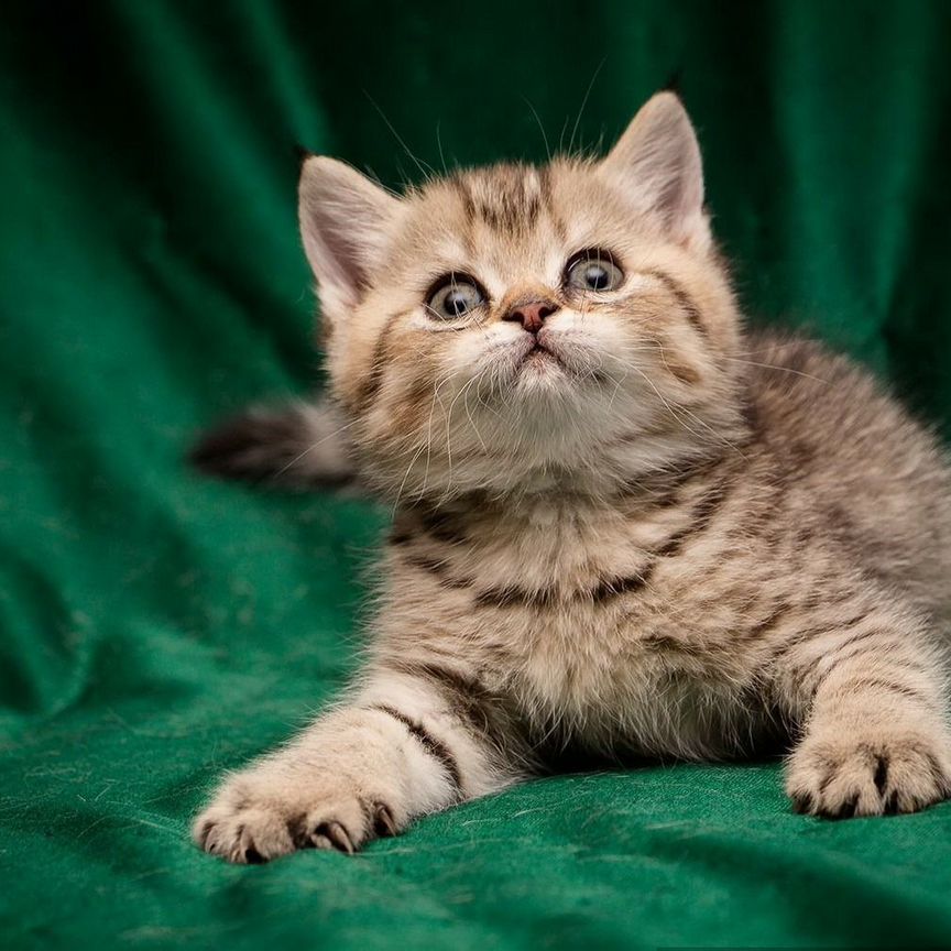 Британские котята