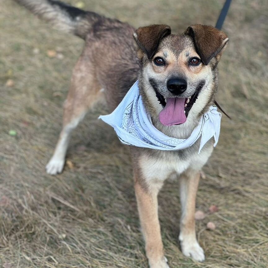 Самая милая собака на свете