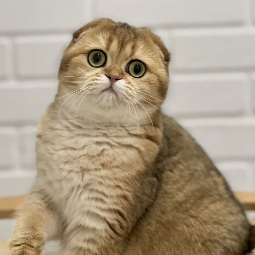 Шотландский вислоухий короткошёрстный котёнок