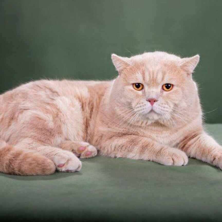 Шотландский кот для вязки