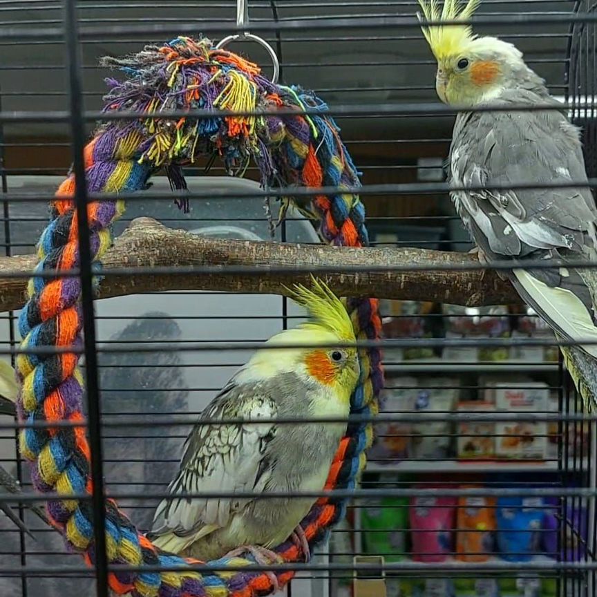 Попугай корелла