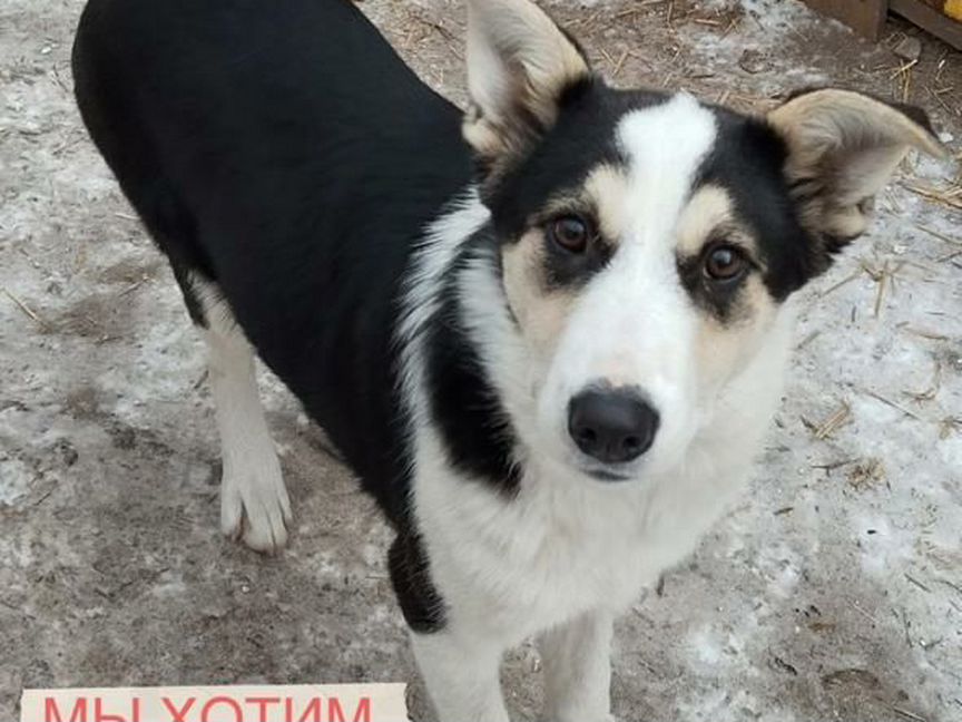 Щенок коротколапик