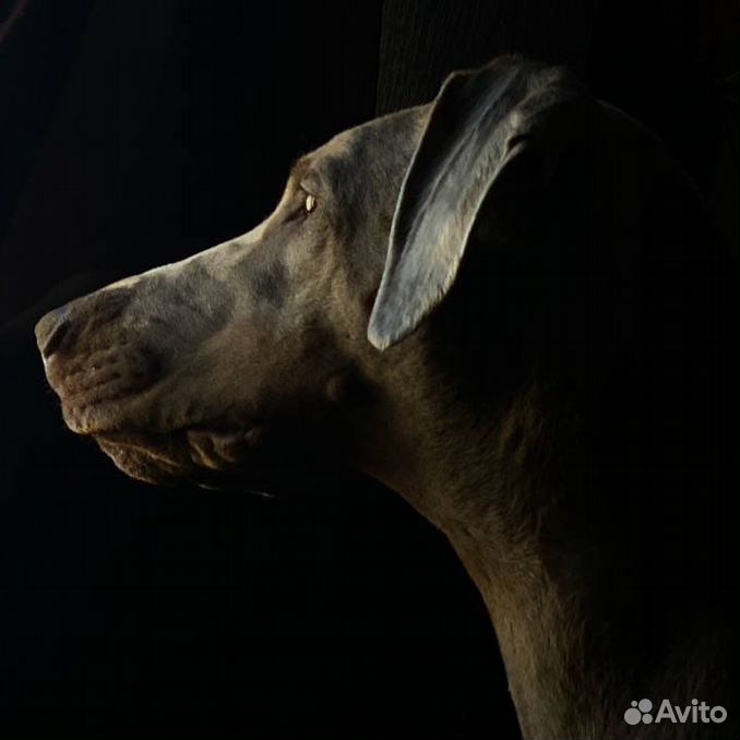Собака доберман(голубой доберман)