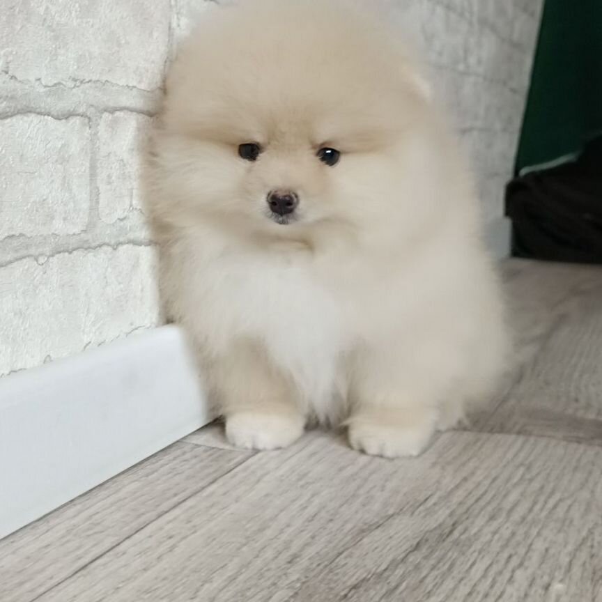 Померанский шпиц