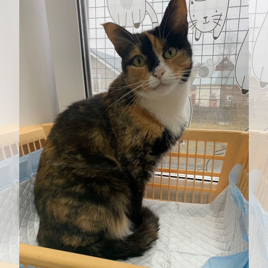 Взрослая кошка в добрые руки