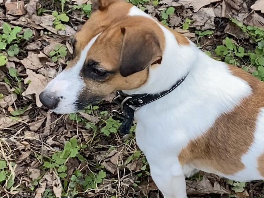 Вязка джек рассел кобель