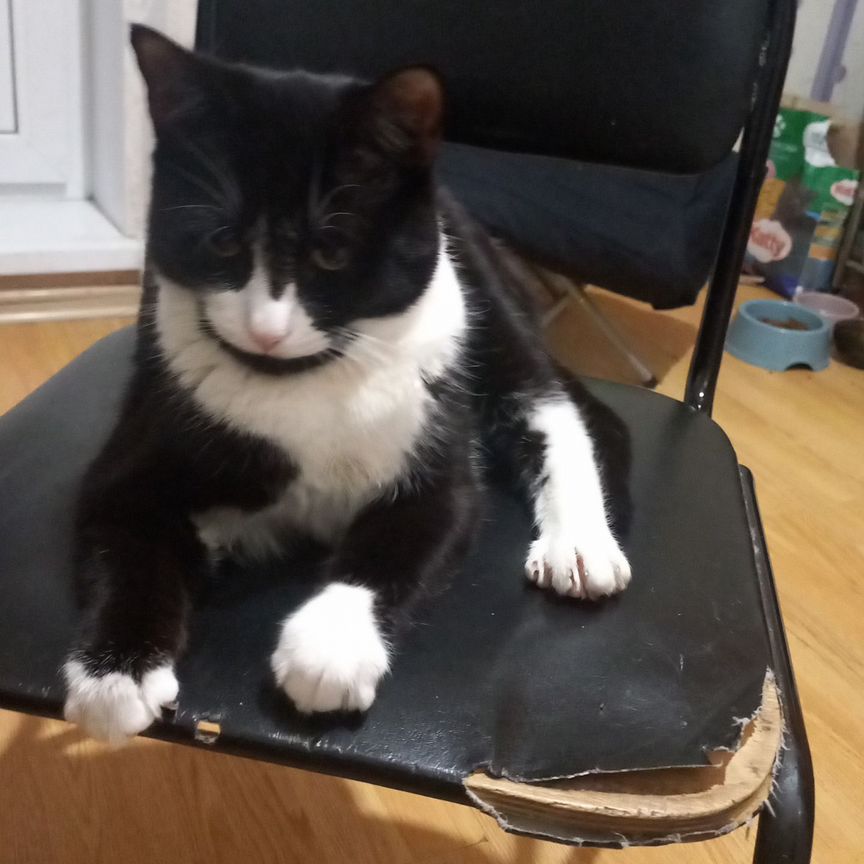 Кот